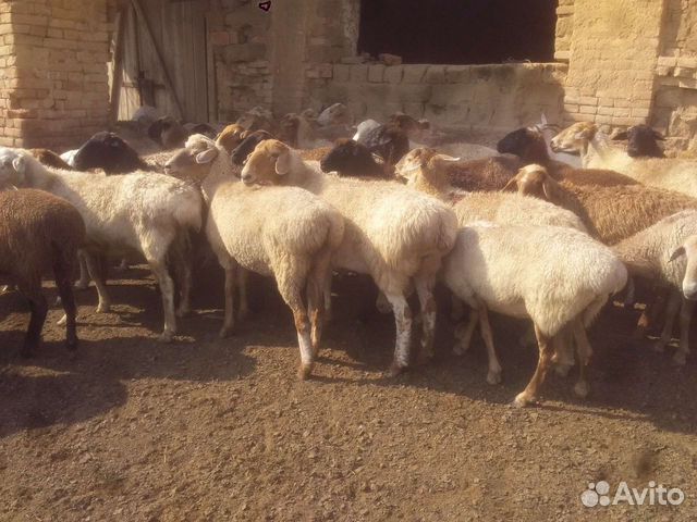 Овцы