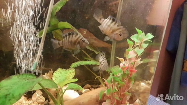 Чернополосатые цихлиды