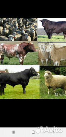 Бычки телята