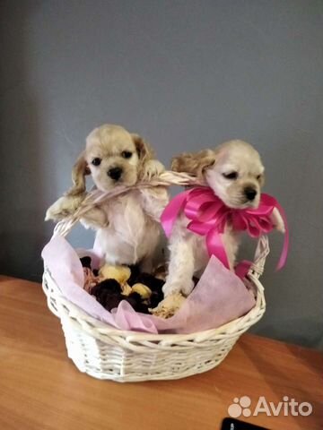 Щенки амкокера