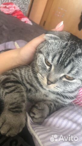 Британская вислоухая