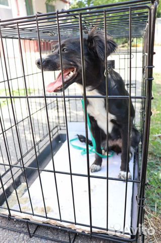 Собака ищет дом