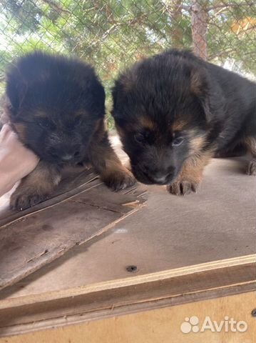 Немецкая овчарка щенки