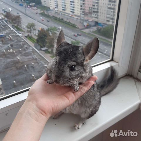 Шиншилла стандарт