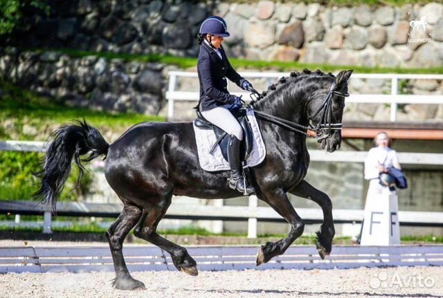 Продается фризкая кобыла