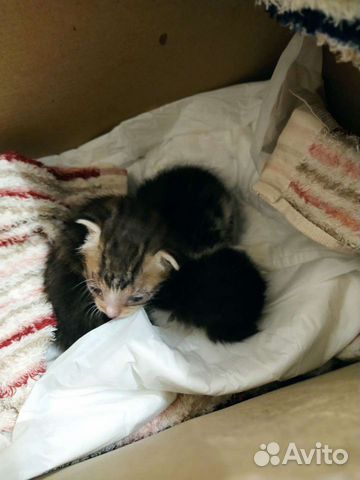 Крошечные Котята в добрые руки