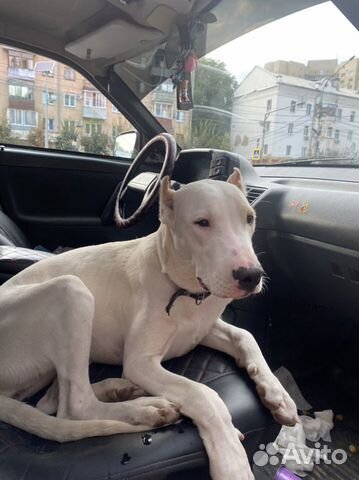 Аргентинский дог