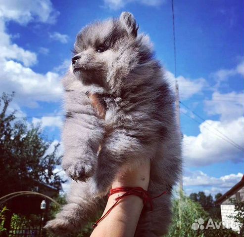 Набивная,шикарная девочка голубой мраморный мерль