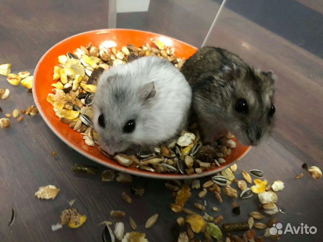 Джунгарский хомяк бесплатно