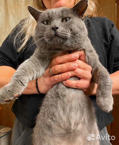 Кот батончик