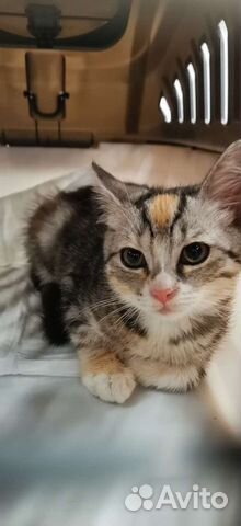 Лёлька котенок девочка. Кошка