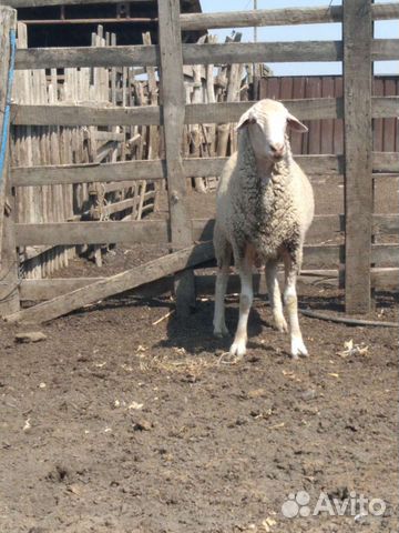 Племенные бараны, породы Мериноланд, возраст 1год