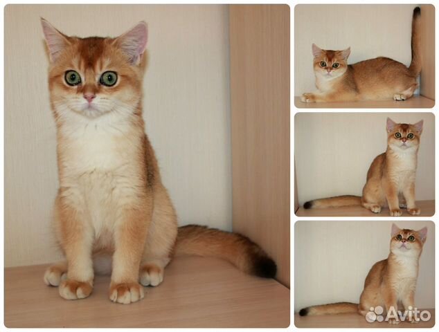 Котёнок британской золотой шиншиллы