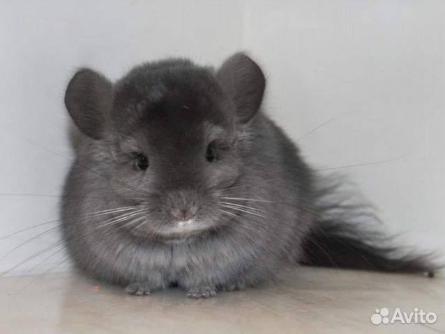 Продам шиншиллу, фиолетовая ангора