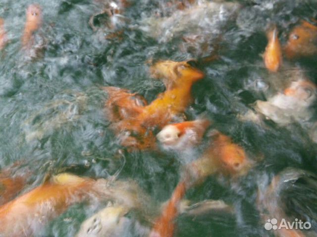 Рыба для пруда