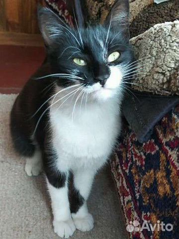 Милая девочка Ася ищет любящих хозяев