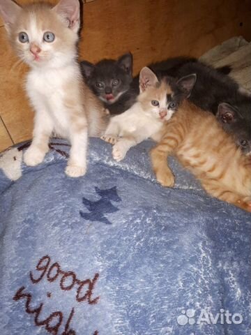 Котята в добрые руки