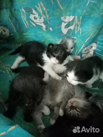 Котята веслоухие ждут своего хозяина