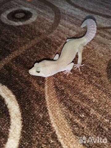 Пятнистый эублефар blizzard