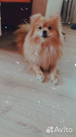 Шпиц