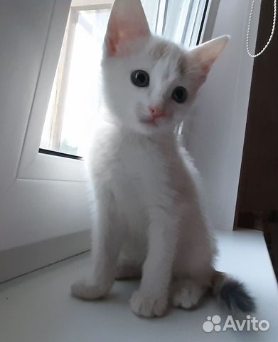 Кошечка с ладошечку 1.5 мес