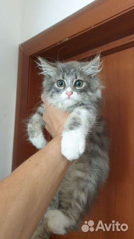 Котенок девочка в добрые руки