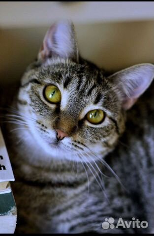 Нежная девочка ищет хорошую семью