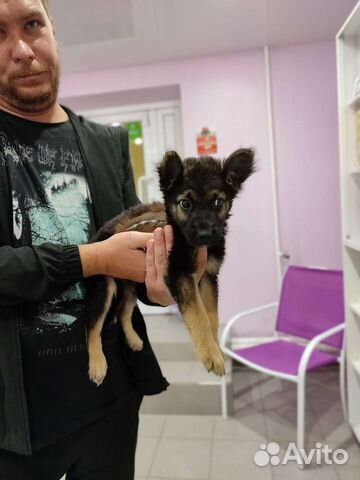 Маленькая собака бесплатно