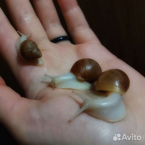 Малютки ахатины