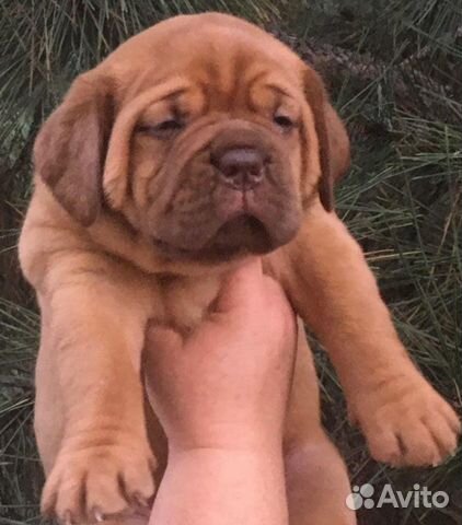 Феррари. Эстрелла и Николас