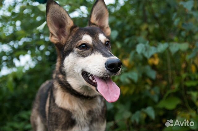 Молодая собачка,7 месяцев, девочка, ищет дом