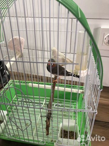 Зебровые амадины Воробьи