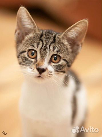 Котенок девочка Тошка в поиске дома