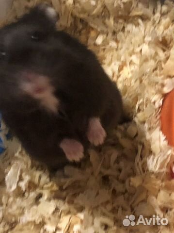 Хомяк Кэмпбелла