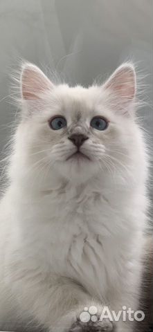 Невская маскарадная