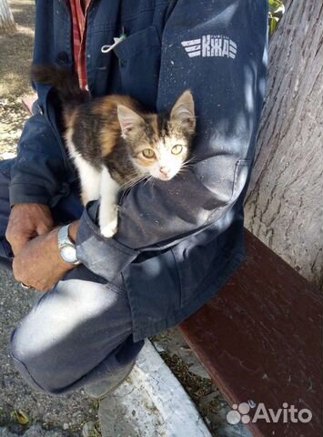 Кошечка, Мусенька, на станции товарная, подкидыш