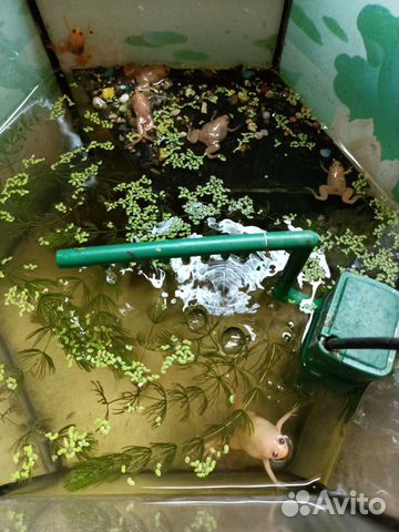 Аквариумные лягушки Шпорцевые.Ищут новых хозяев