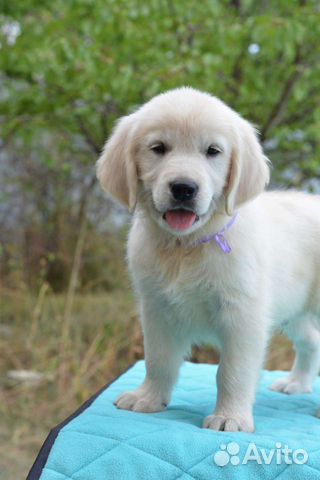 Золотистый ретривер