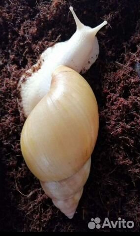 Ахатина фулика радацио альбино