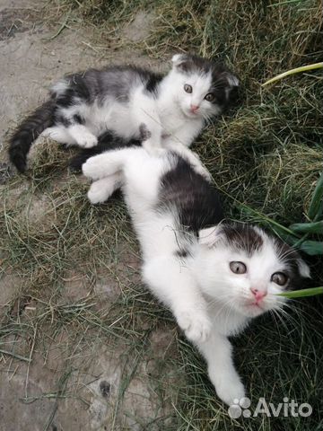 Отдадим котят в хорошие руки