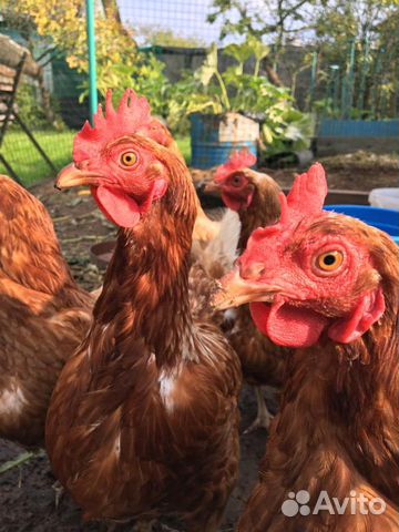 Куры несушки продам