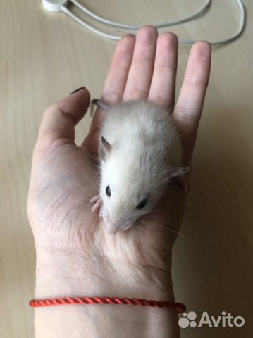 Декоративная крыса