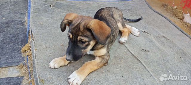 Собачка в добрые руки щенок