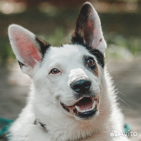 Норд малыш в добрые руки