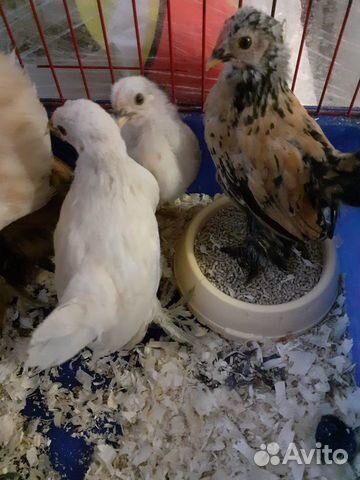 Птенцы мильфлёра