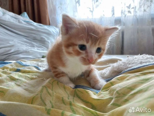 Кошка