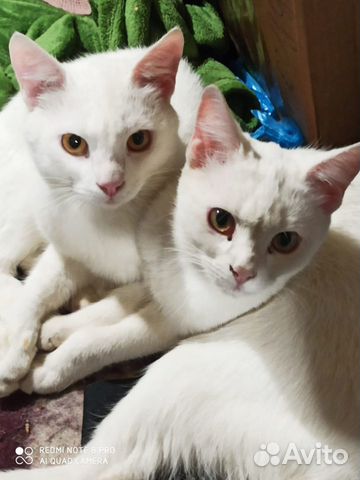 Котенок турецкий ван