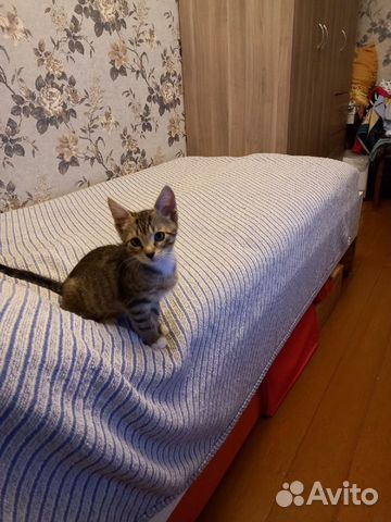 Котенок Сэм в добрые руки