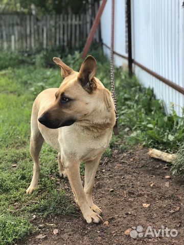 Помесь овчарки и стаффа