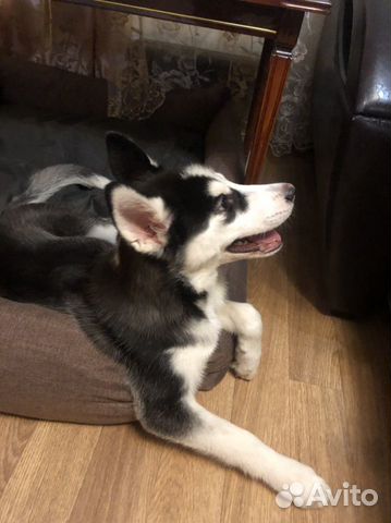 Щенок в добрые руки бесплатно